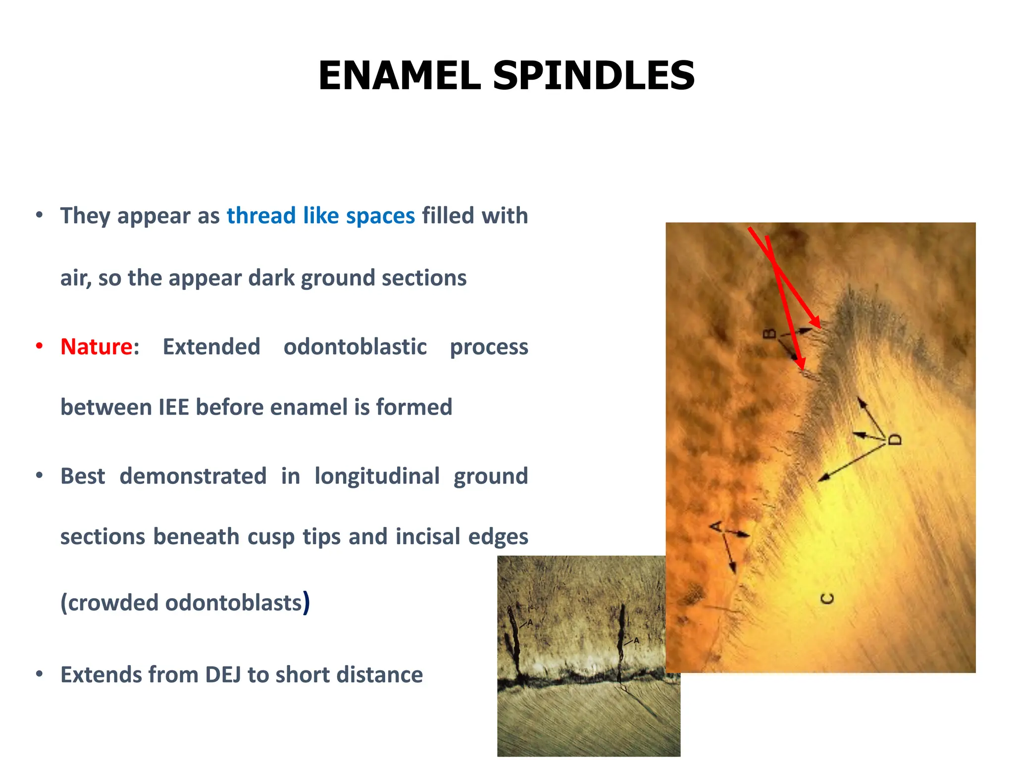 tooth enamel full chapter 'oral histology'.pdf