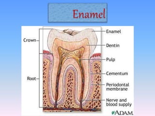 Enamel presentation. prepared by mohammed yahia | PPTX