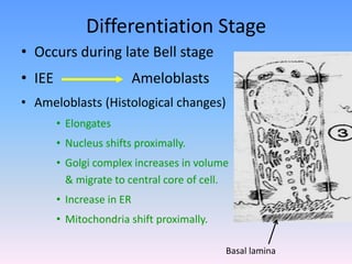 Enamel presentation. prepared by mohammed yahia | PPTX