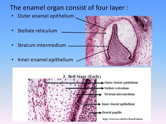Enamel presentation. prepared by mohammed yahia