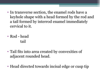 Enamel amelogeneis, physical properties and histology | PPT