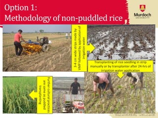 No-till crop establishment of transplanted and direct seeded rice in ...