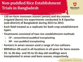 No-till crop establishment of transplanted and direct seeded rice in ...