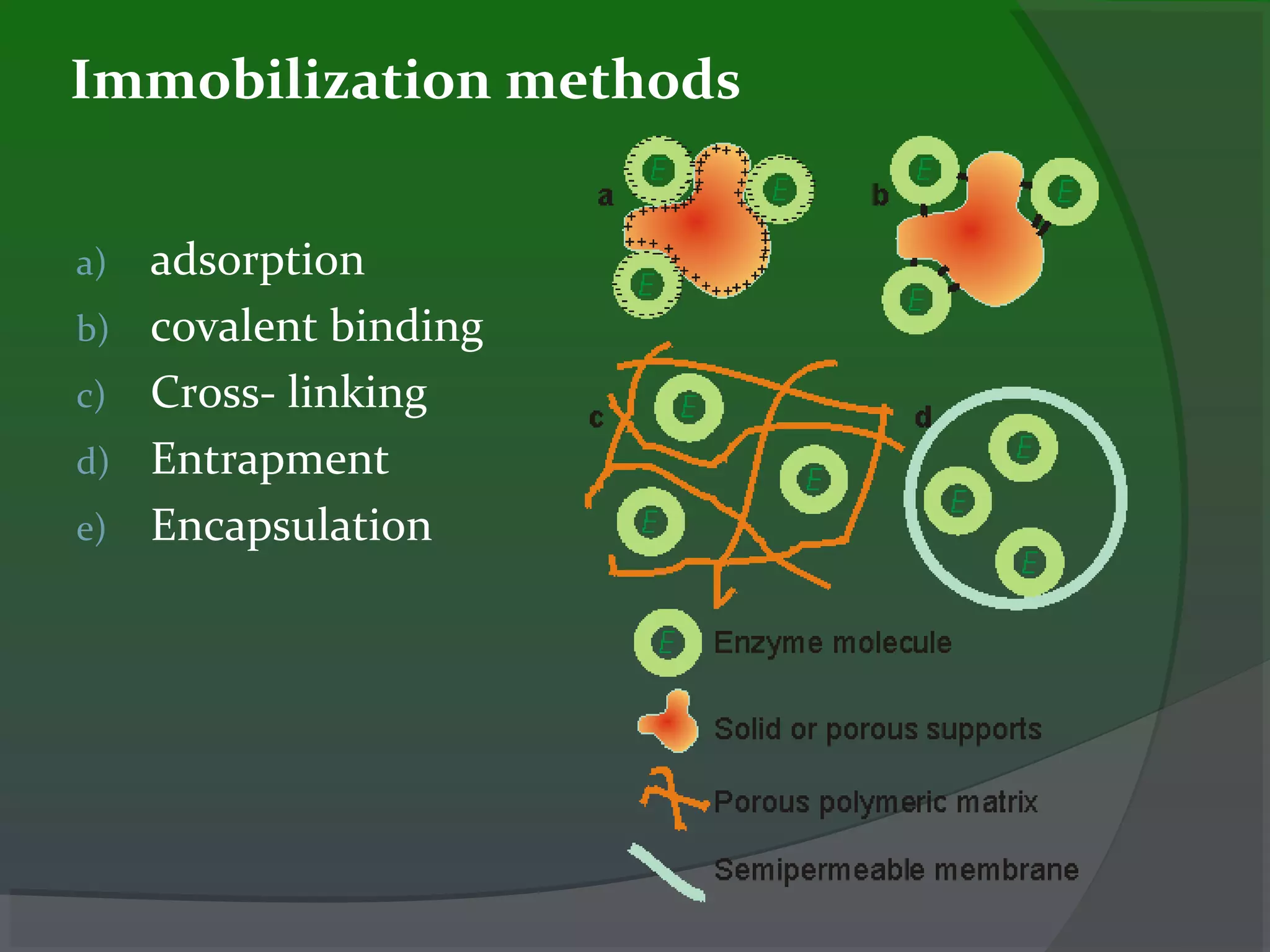 Immobilized enzymes | PPT