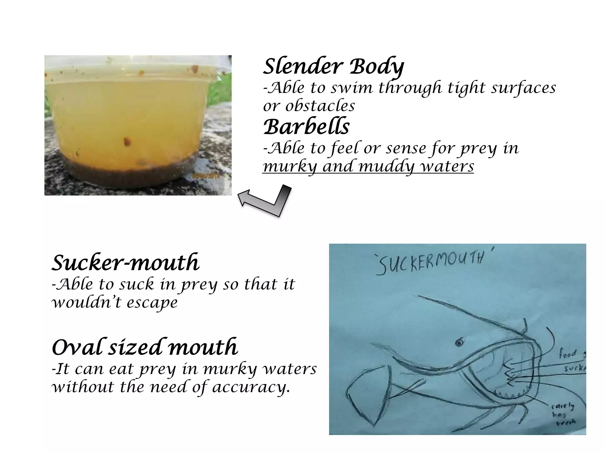ENBE Project 1 - Individual Powerpoint | PPTX