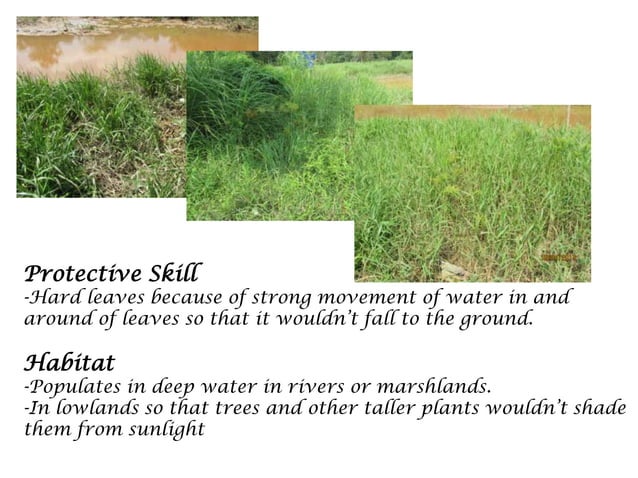 ENBE Project 1 - Individual Powerpoint | PPT