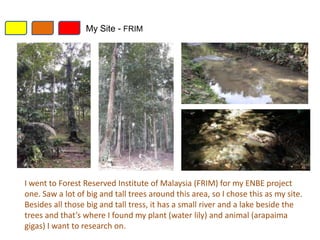 Enbe project 1 | PPT