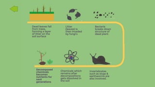 enbe infographic slides | PPTX