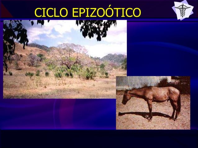 Encefalitis Equina Venezolana | PPT