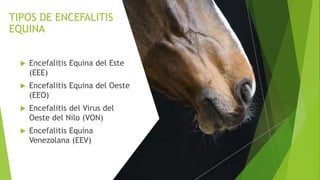 ENCEFALITIS EQUINA VENEZOLANA MEDVET.pptx