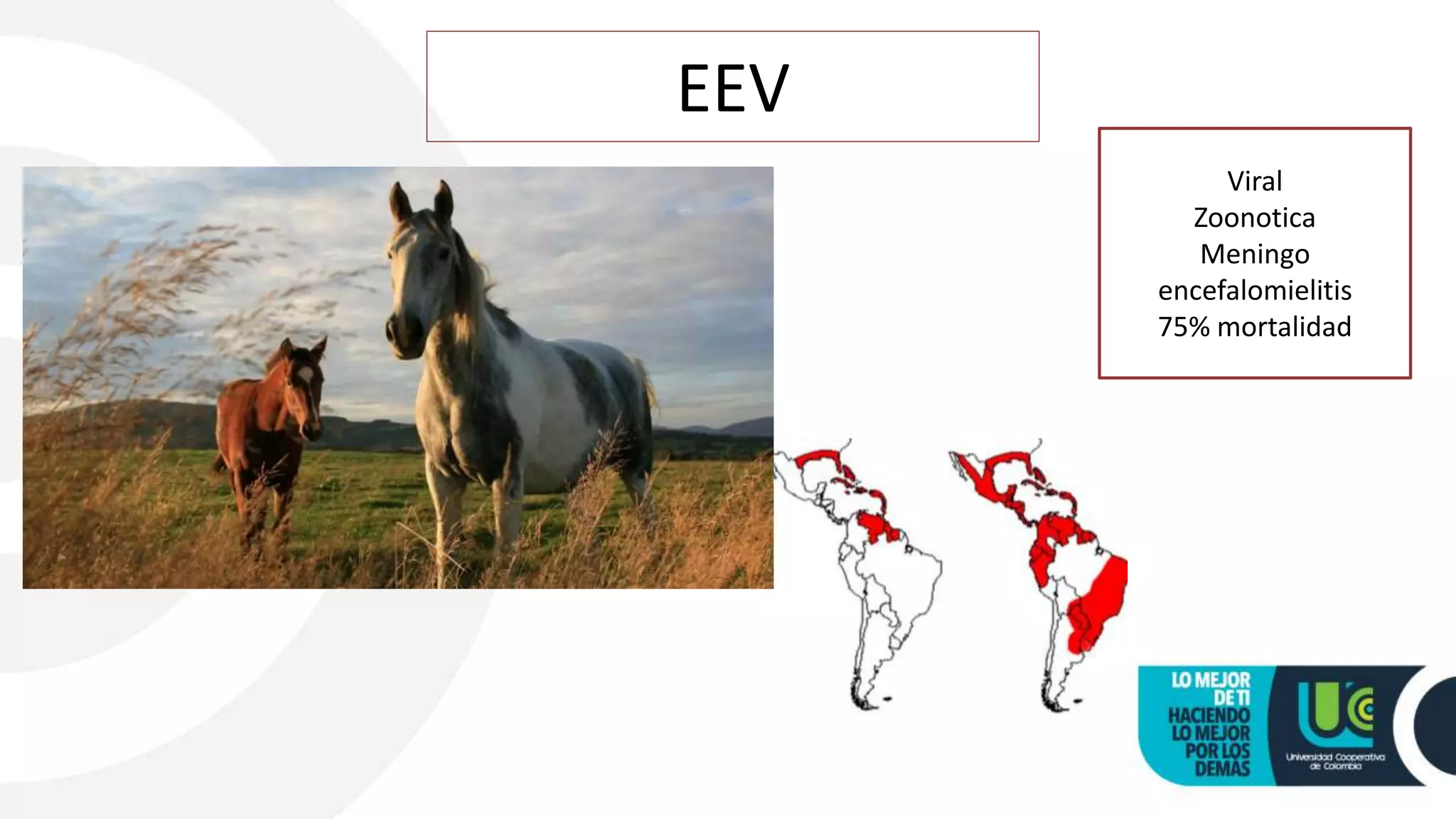 Encefalitis equina venezolana. | PPTX