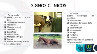 Encefalitis equina venezolana. | PPTX