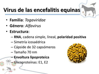 Encefalitis virales | PPTX