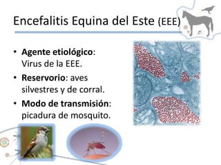 Encefalitis virales | PPTX