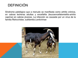 Encefalitis y artritis caprina | PPTX