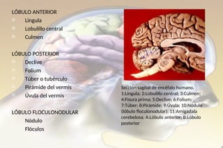 ANATOMIA TOPOGRAFICA DEL ENCEFALO Y .ppt