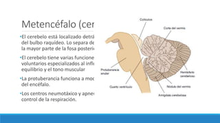 Encéfalo, líquido cefalorraquídeo y pares craneales.pptx