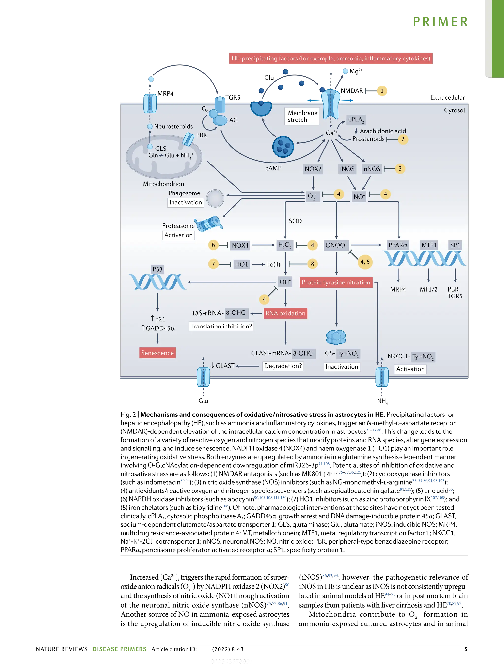 manejo actualizado de la ENCEFALOPATIA HEPATICA 2.pdf