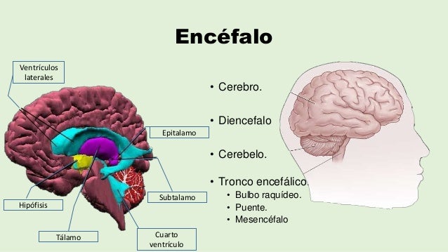 Encefalo y nervios craneales