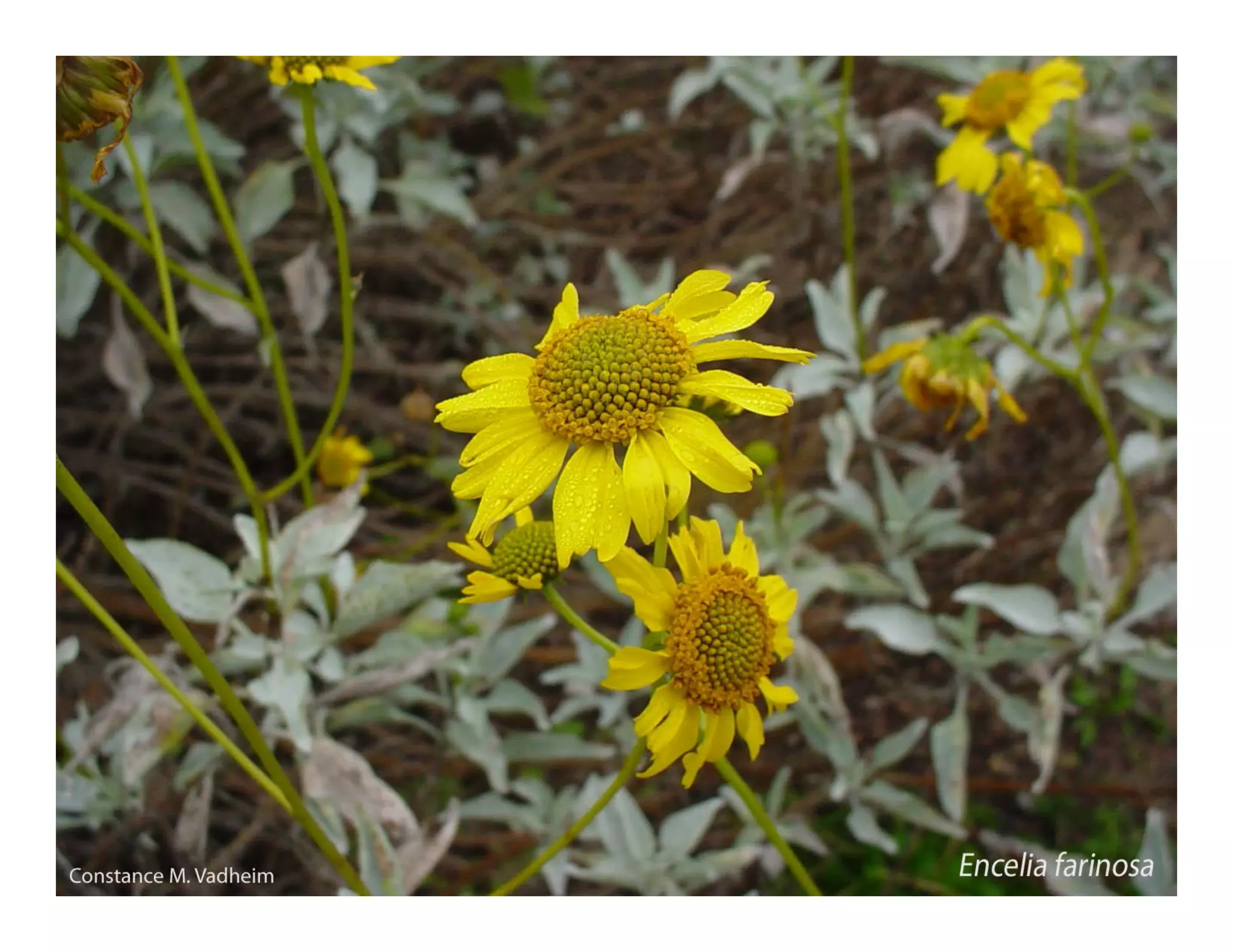 Encelia farinosa web show | PDF