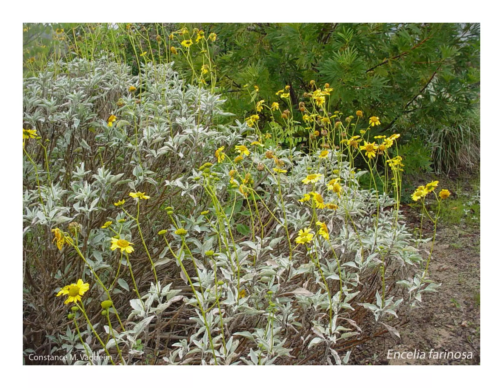 Encelia farinosa web show | PDF