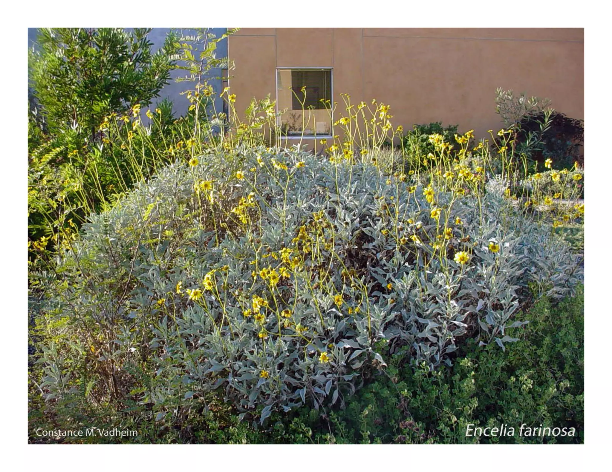 Encelia farinosa web show | PDF