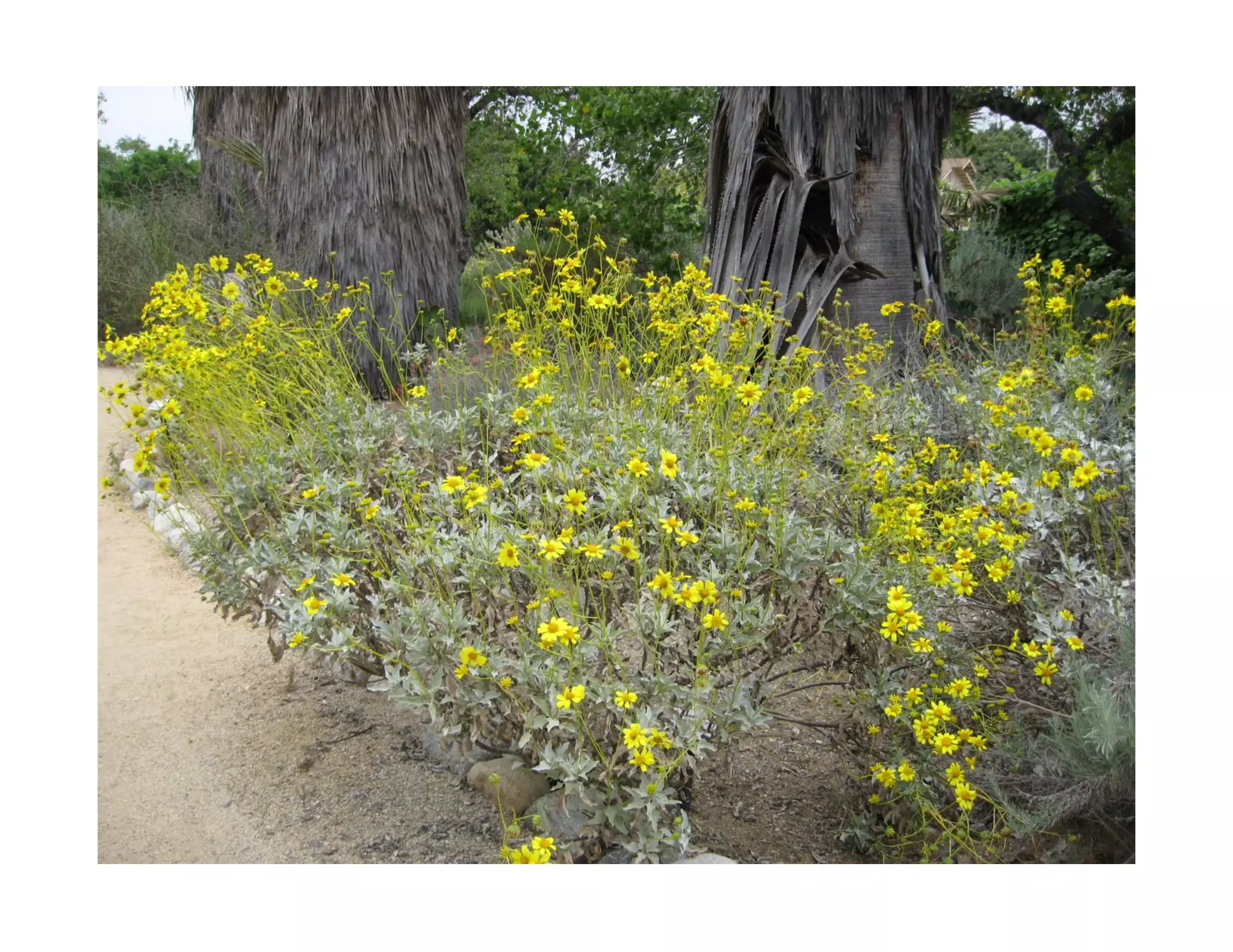 Encelia farinosa web show | PDF
