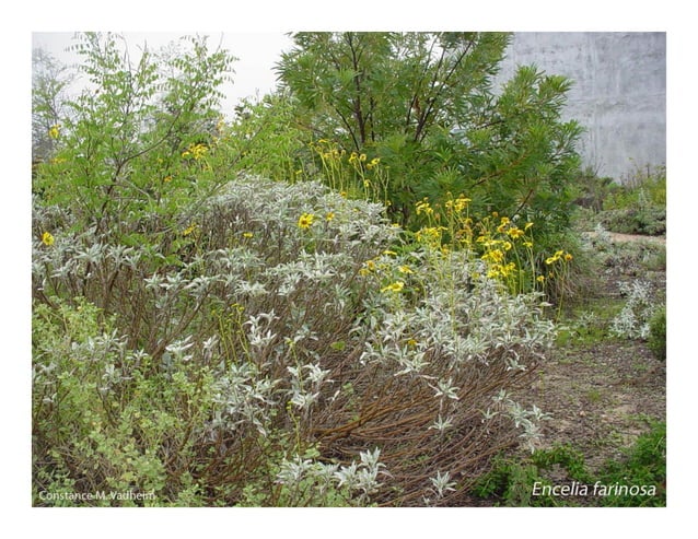 Encelia farinosa web show | PDF