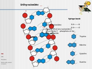DNA,RNA and PROTEIN Overview.Just know about the genetics | PPT