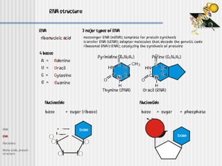 DNA,RNA and PROTEIN Overview.Just know about the genetics | PPT