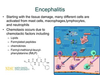 Encephalitis case study | PPTX