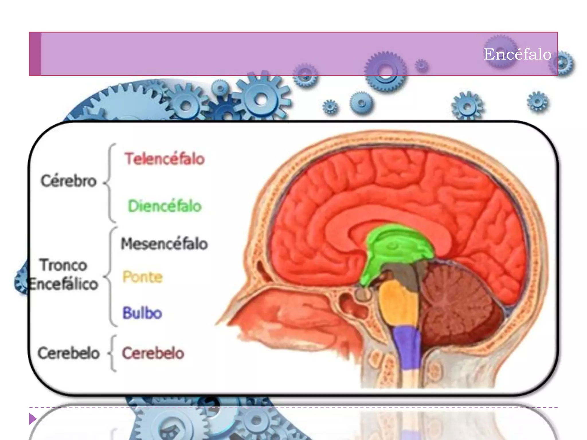 Encéfalo prosencéfalo | PPTX