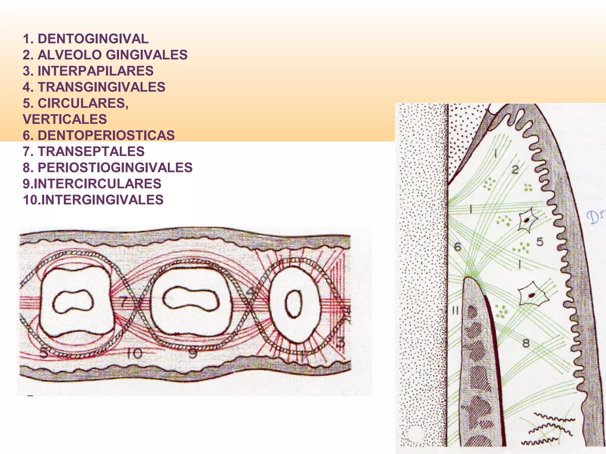 Periodoncia Encia: anatomia microscopica