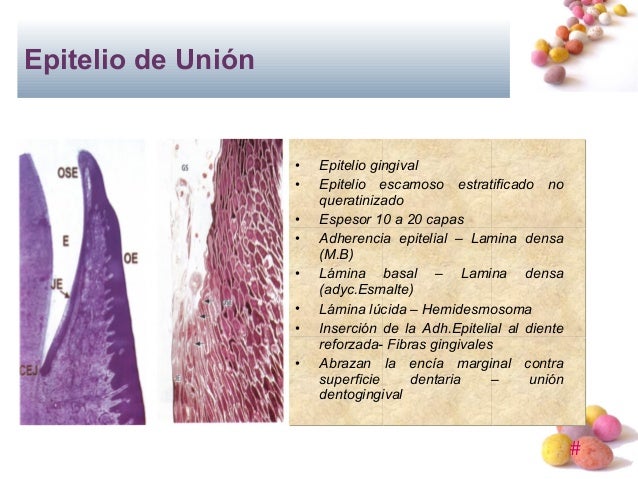 Periodoncia Encia: anatomia microscopica