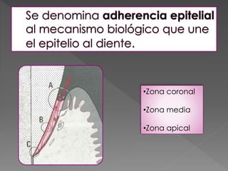 Encias | PPTX