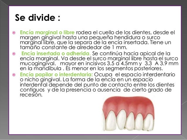 Encia Libre Y Adherida Definicion - Marcus Reid