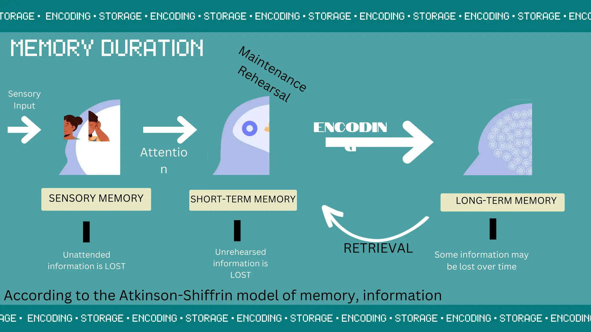 Memory and Cognition: Encoding and Storage.pptx
