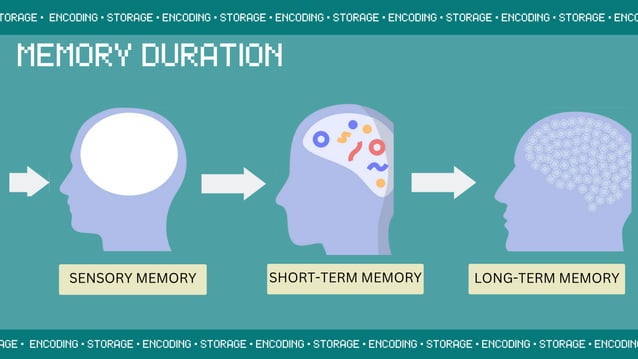 Memory and Cognition: Encoding and Storage.pptx