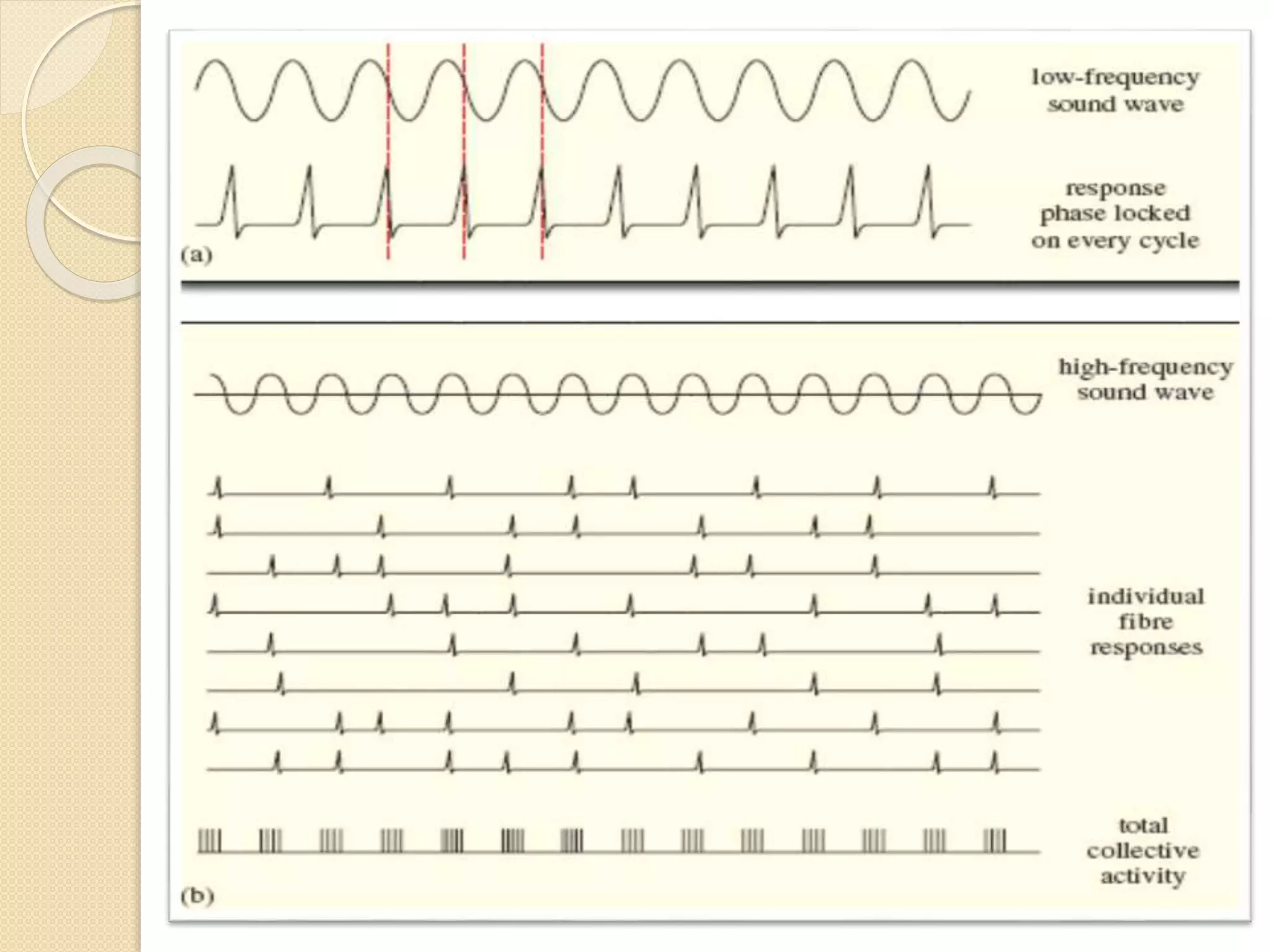 Encoding of frequency and volley theory | PPTX