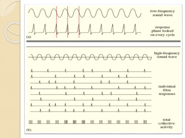 Encoding of frequency and volley theory | PPT