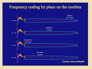 Encoding of frequency and volley theory | PPTX