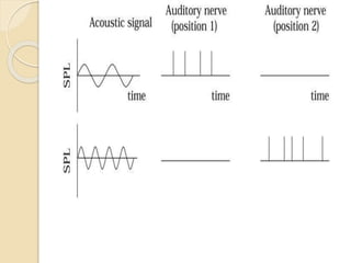 Encoding of frequency and volley theory | PPTX