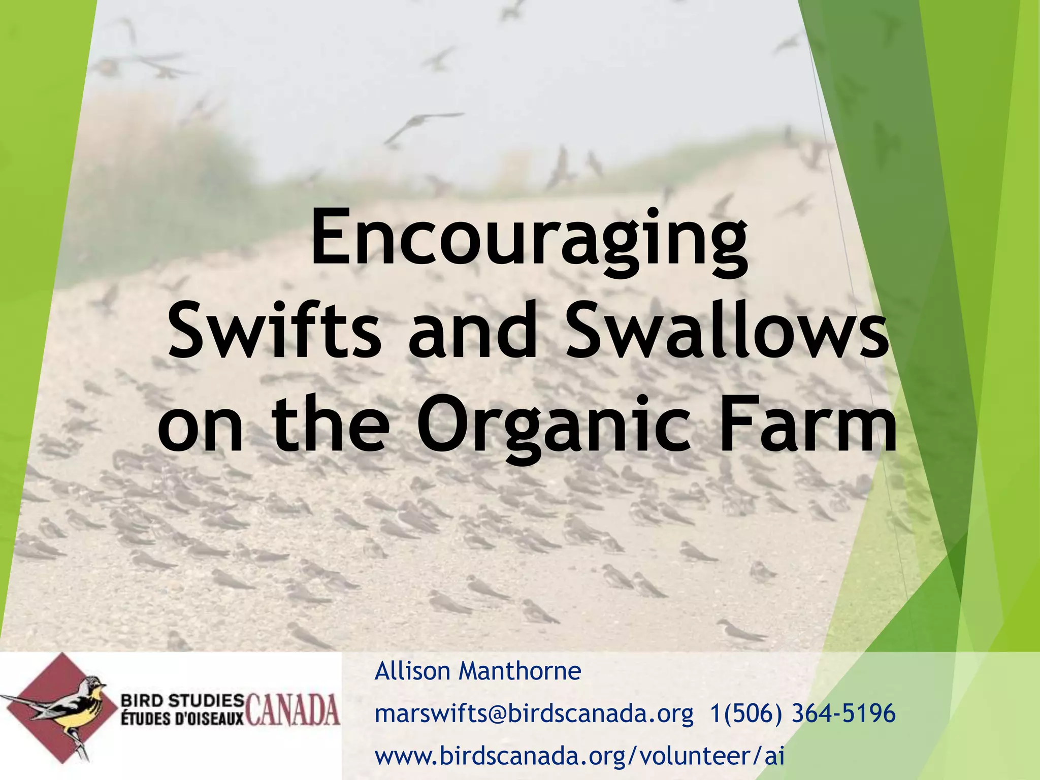 Encouraging swifts and swallows on the Organic Farm | PPTX