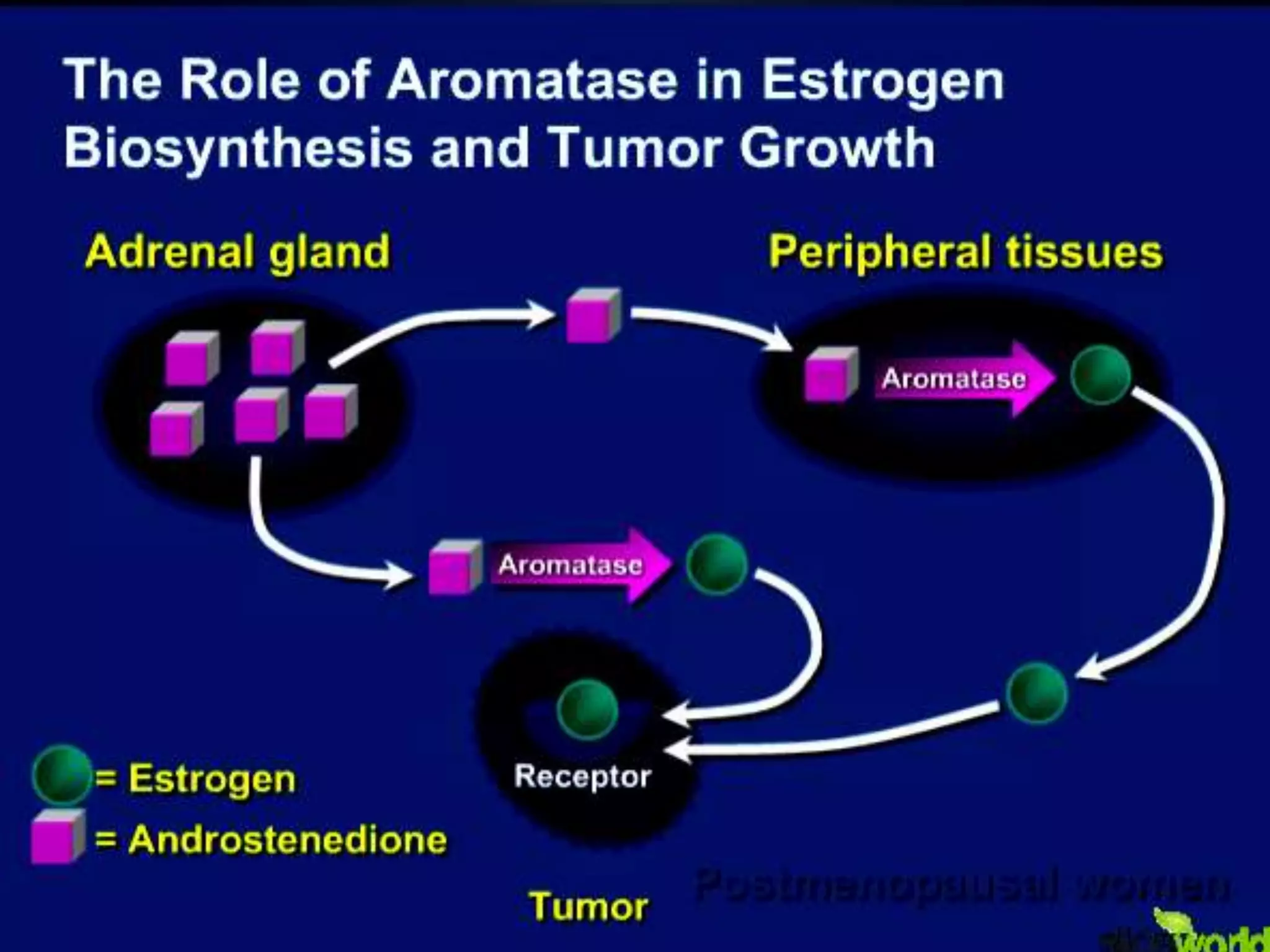 Endocrine therapy in breast cancer | PPTX
