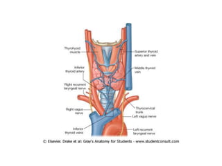 endocrine system ductless glands ppt .pptx | Thyroid Disorders ...