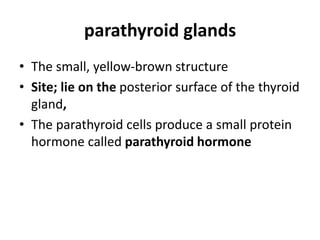 endocrine system ductless glands ppt .pptx | Thyroid Disorders ...