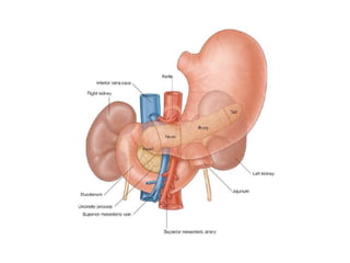 endocrine system ductless glands ppt .pptx | Thyroid Disorders ...