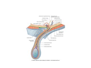 endocrine system ductless glands ppt .pptx | Thyroid Disorders ...