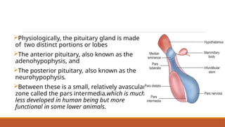relationship btwn ant pit and hypothalamus | PPTX