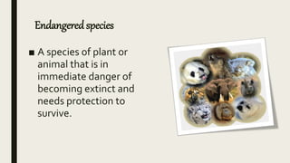 Endangered species | PPTX | Environment | Science